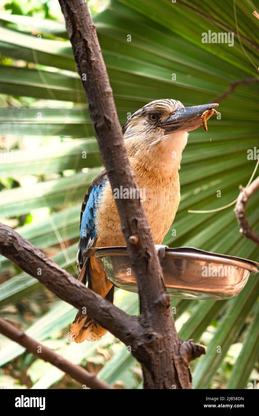 laughing hans on a branch feeding meal worm. Beautiful colorful plumage ...