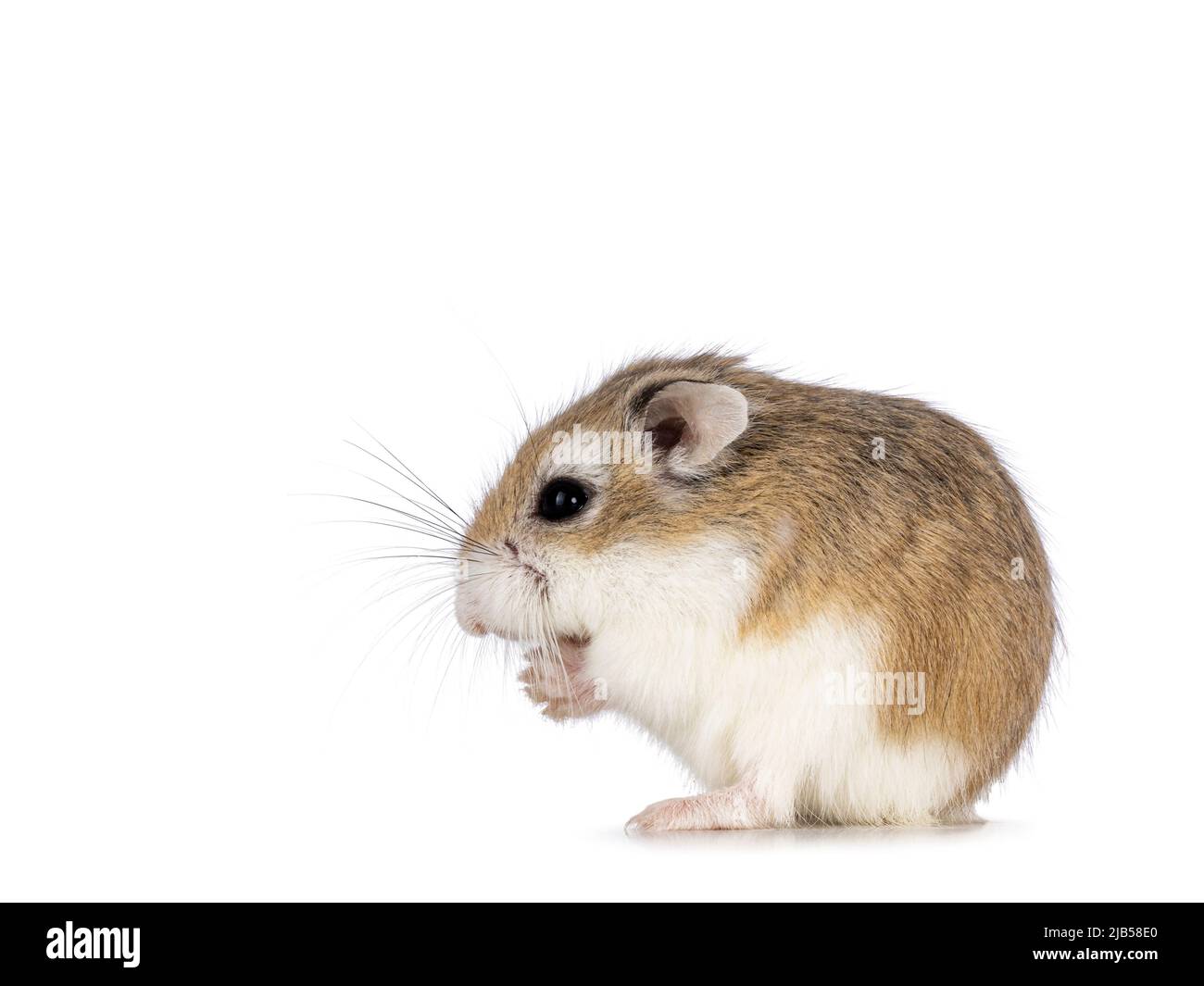 Cute Roborovski hamster sitting side ways on hind paws eating from his ...