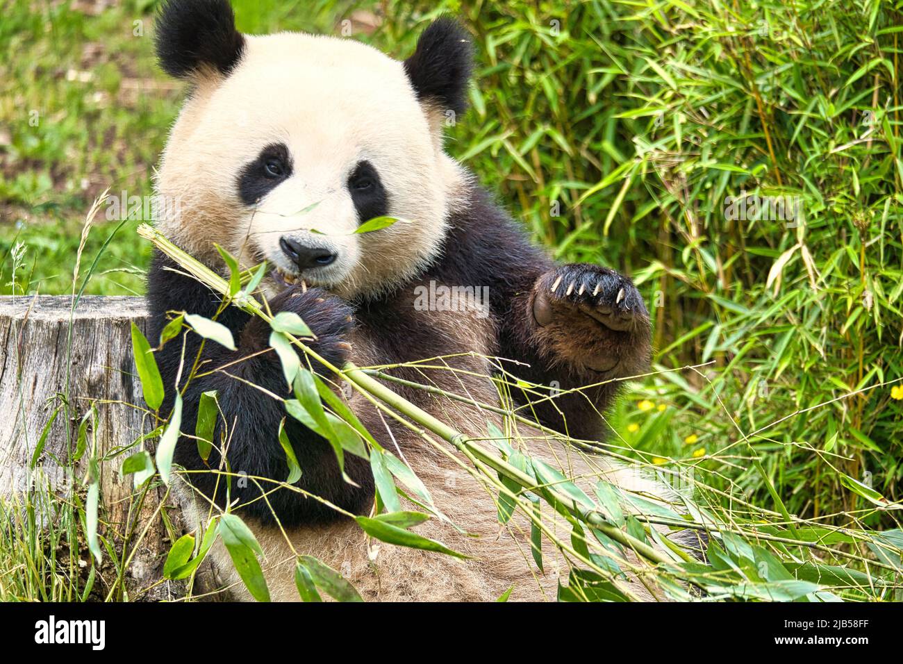 big panda sitting eating bamboo. Endangered species. Black and white ...