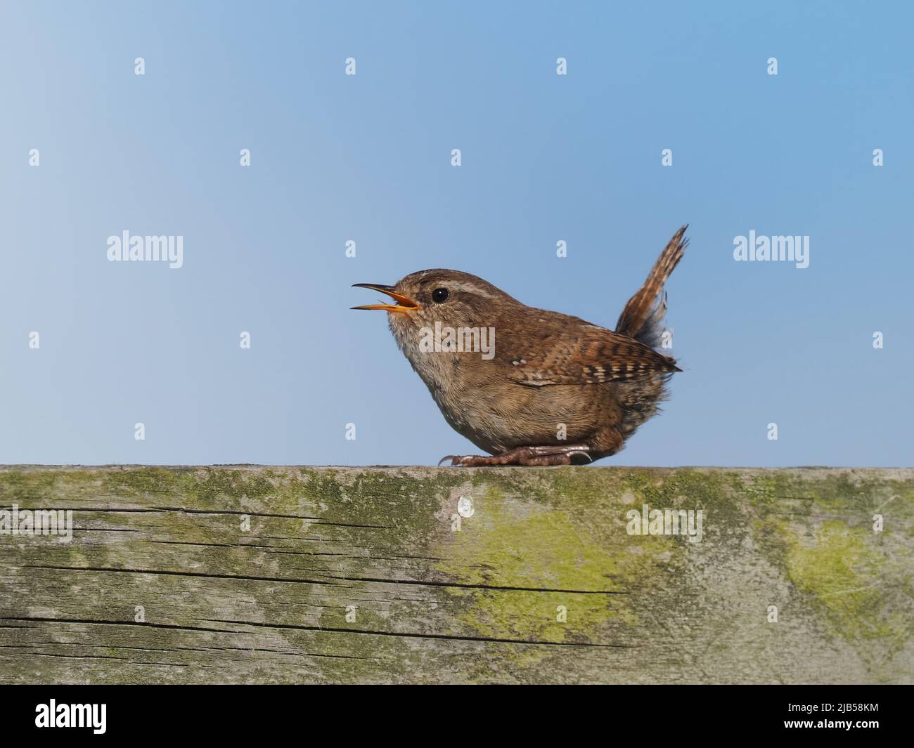 Wren sing through breeding season pronouncing their territories Stock ...
