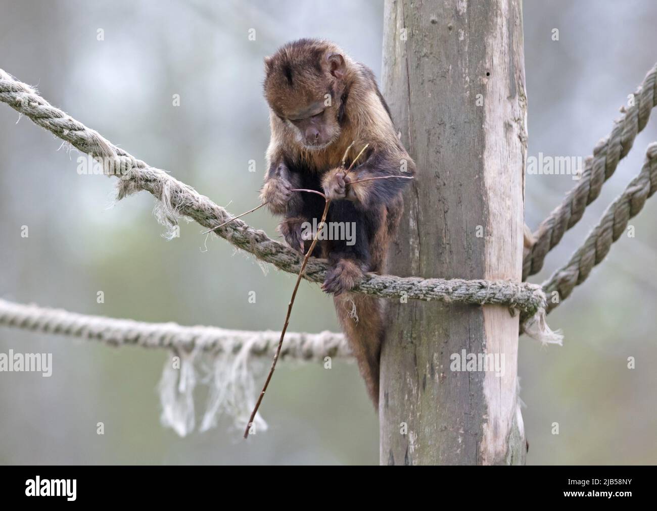 Golden bellid capuchin (Sapajus xanthosternos) eating a small stick ...