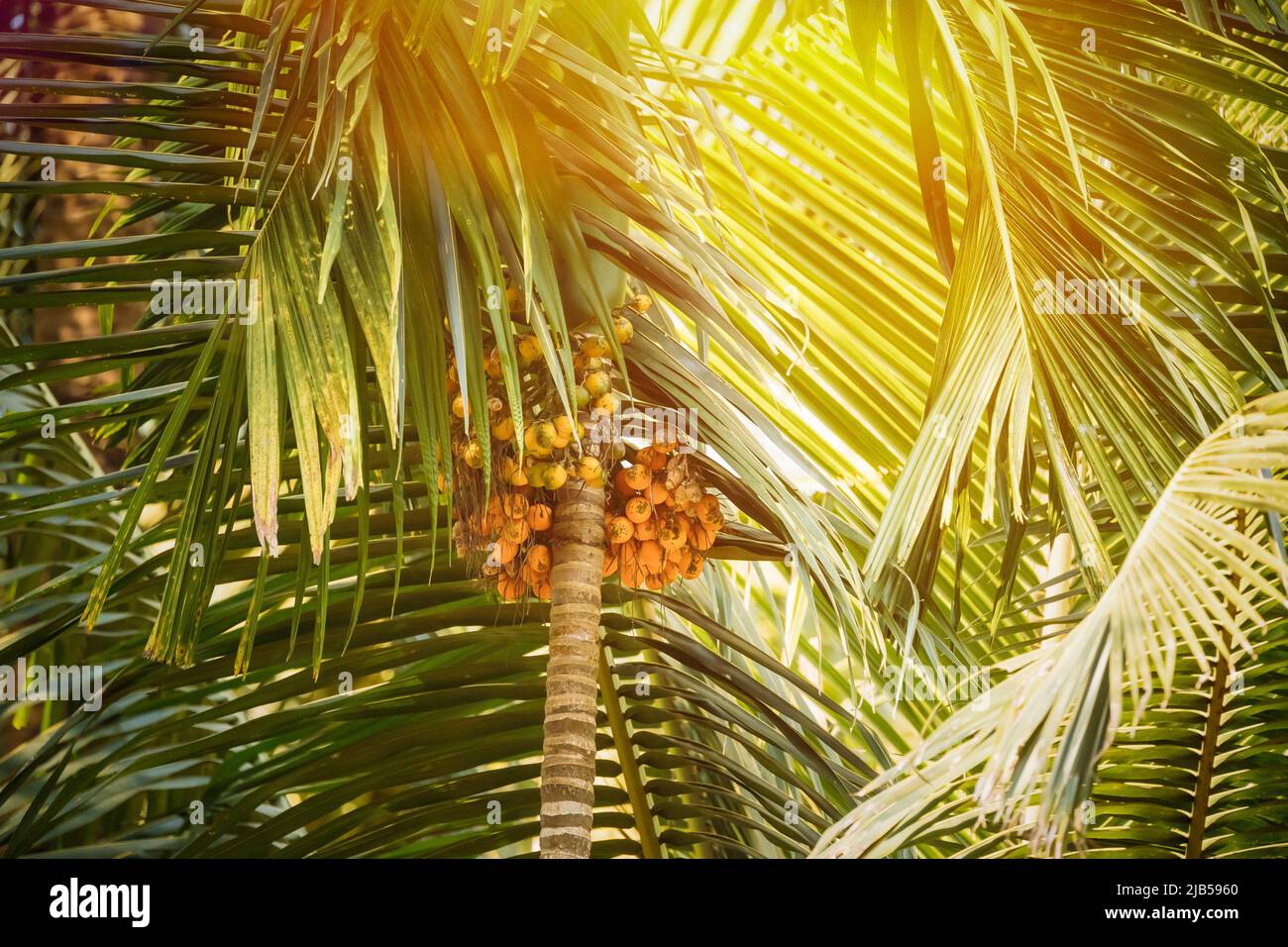 Areca catechu tree hi-res stock photography and images - Alamy