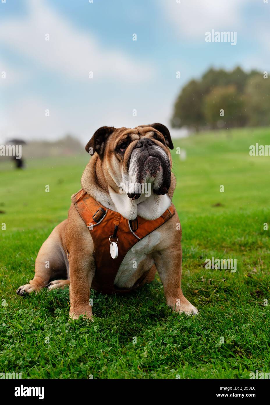 Red English British Bulldog in orange harness out for a walk sitting on ...