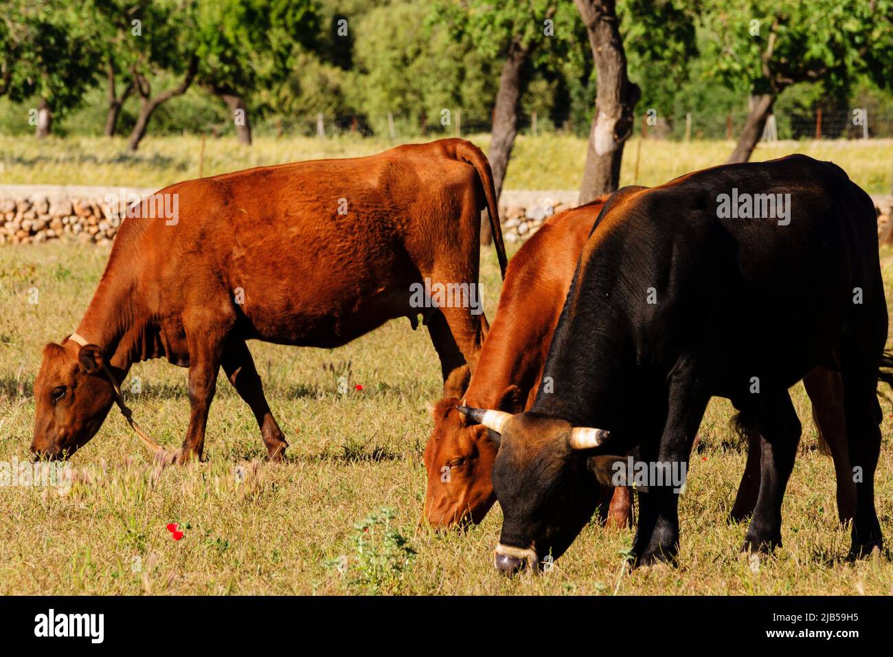 Especie variedad hi-res stock photography and images - Alamy
