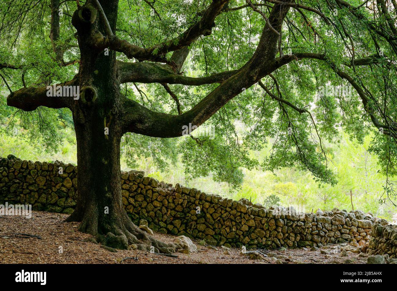 Hojas rama hi-res stock photography and images - Alamy