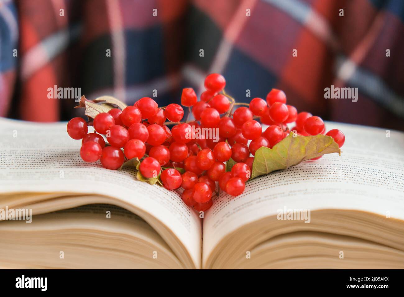 Stylish red female nails. Hands Holding Red Currants and reading book ...