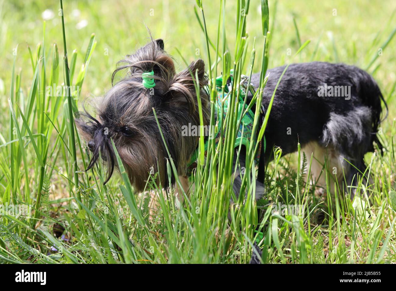 Yorkie love hi-res stock photography and images - Alamy