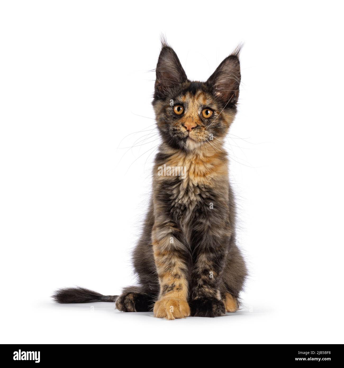 Impressive Tortie Maine Coon Cat Kitten Sitting Up Facing Front With Lion Cut Tail Looking