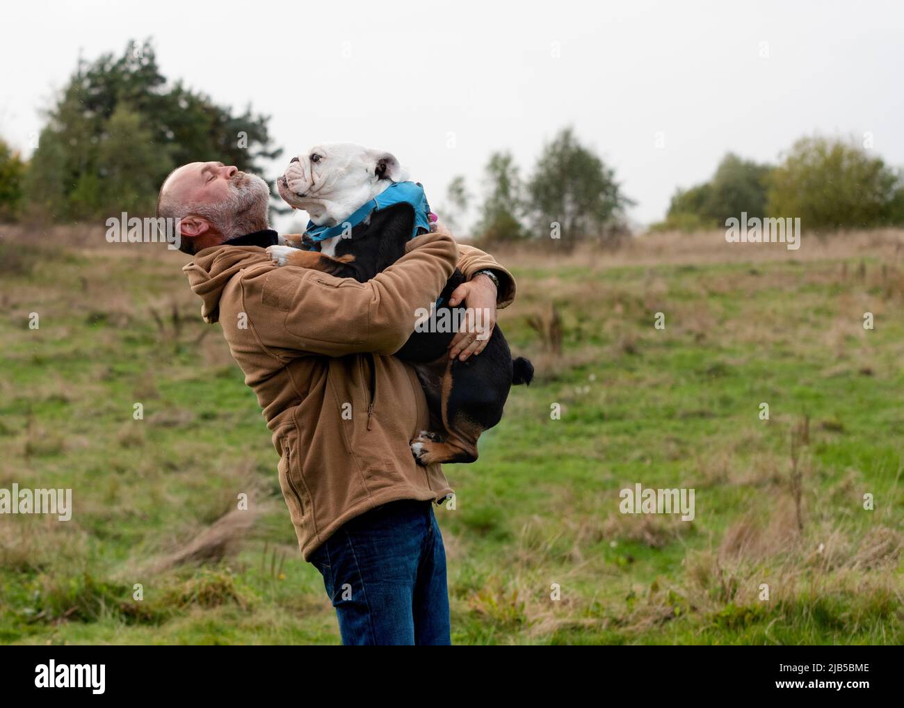 English bullmastiff puppy hi-res stock photography and images - Alamy