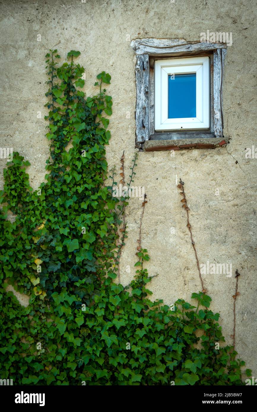 Hedera helix france hi-res stock photography and images - Alamy