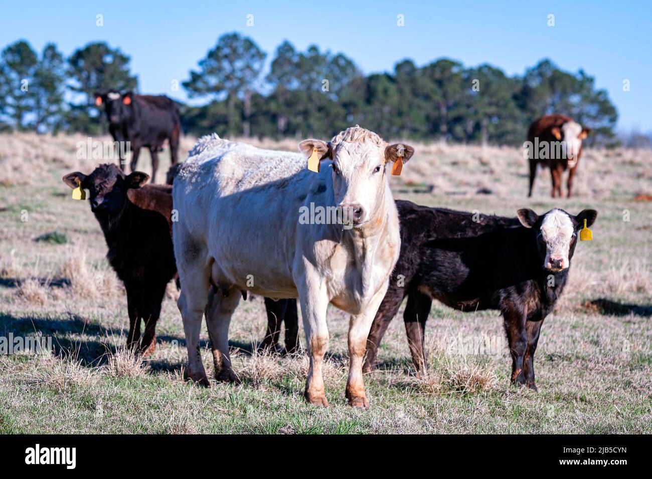Commerical cows and calves on early spring pasture Stock Photo - Alamy