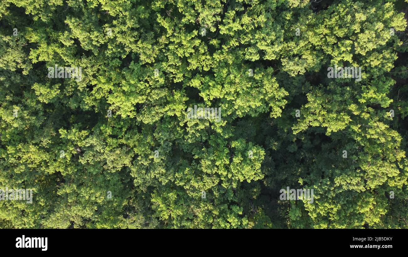 Flying over green trees forest at sunrise. Morning sun and fog. Aerial shot, 4K Stock Photo - Alamy