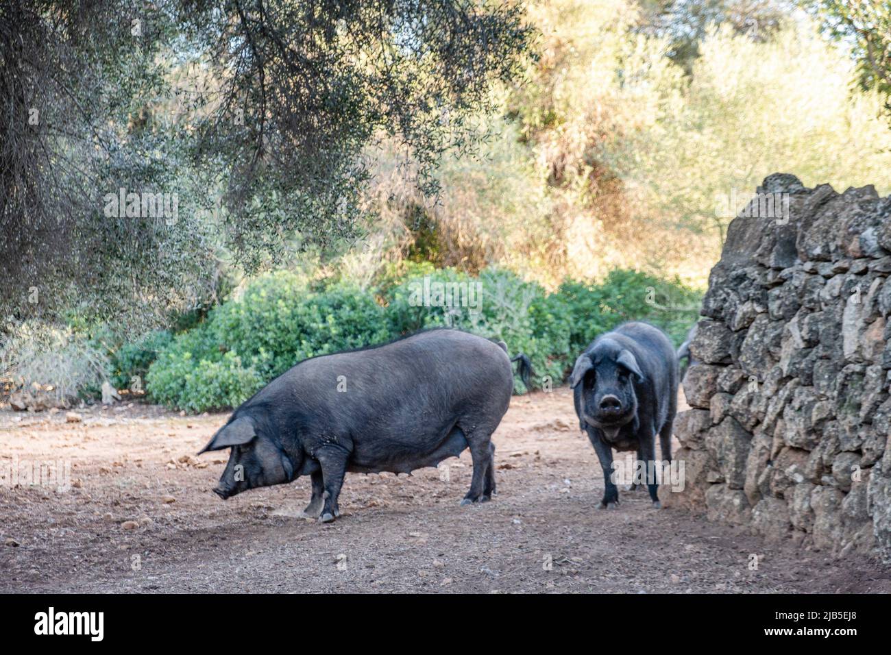 Animal family pigs hi-res stock photography and images - Alamy