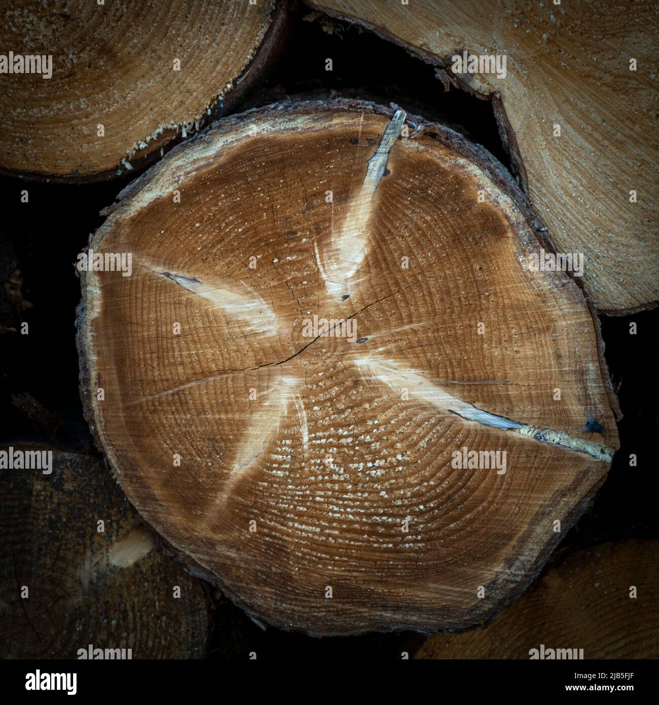 Cross-section of a freshly cut log showcasing annual rings and natural ...