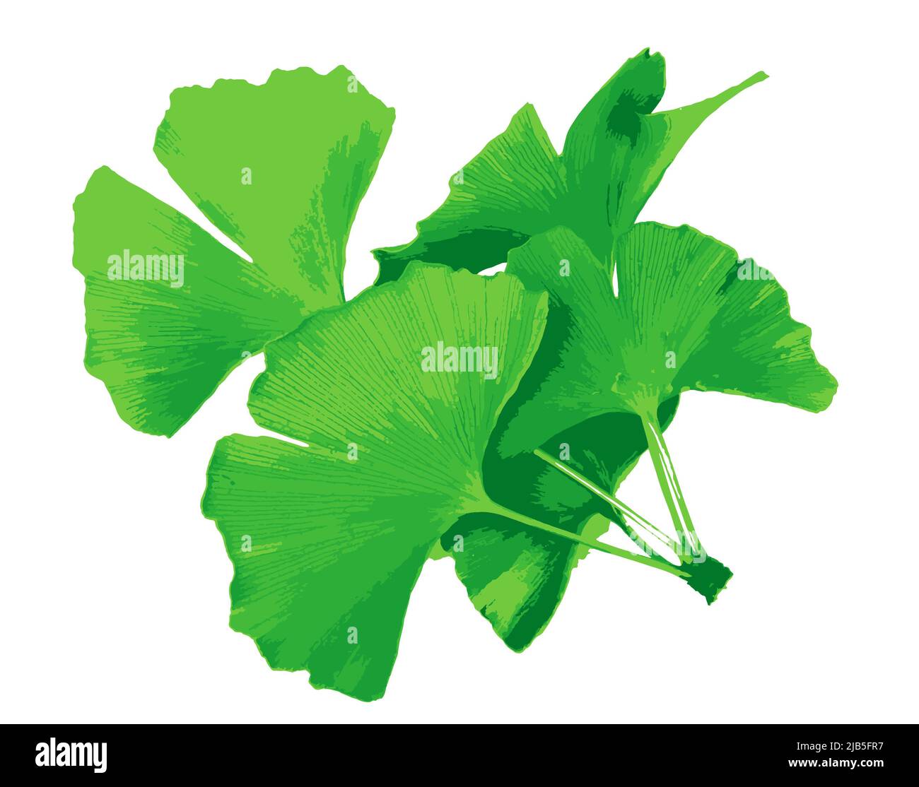 Gingko tree Cut Out Stock Images & Pictures - Alamy