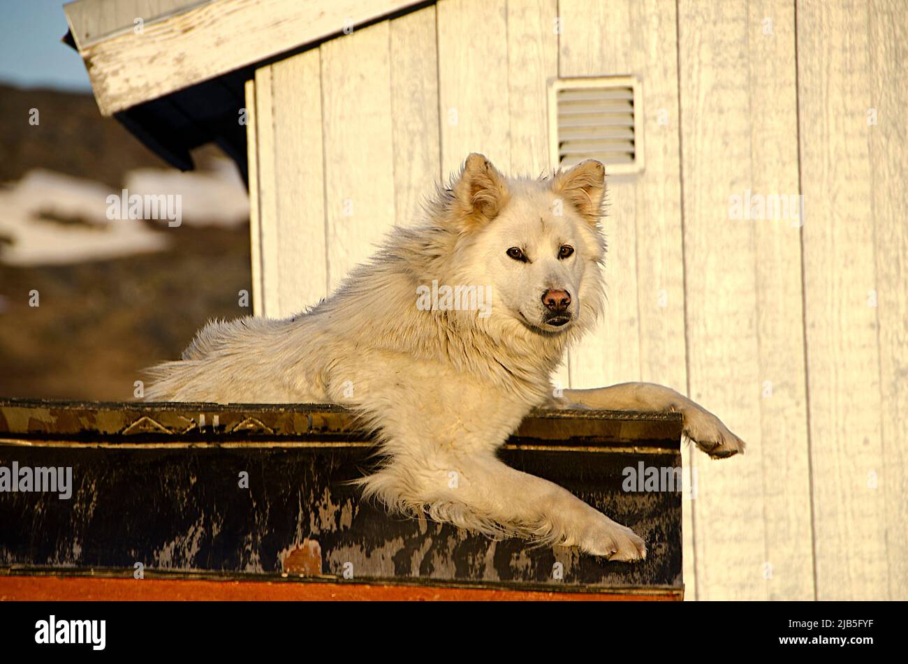 Does The Greenland Dog Grow Big