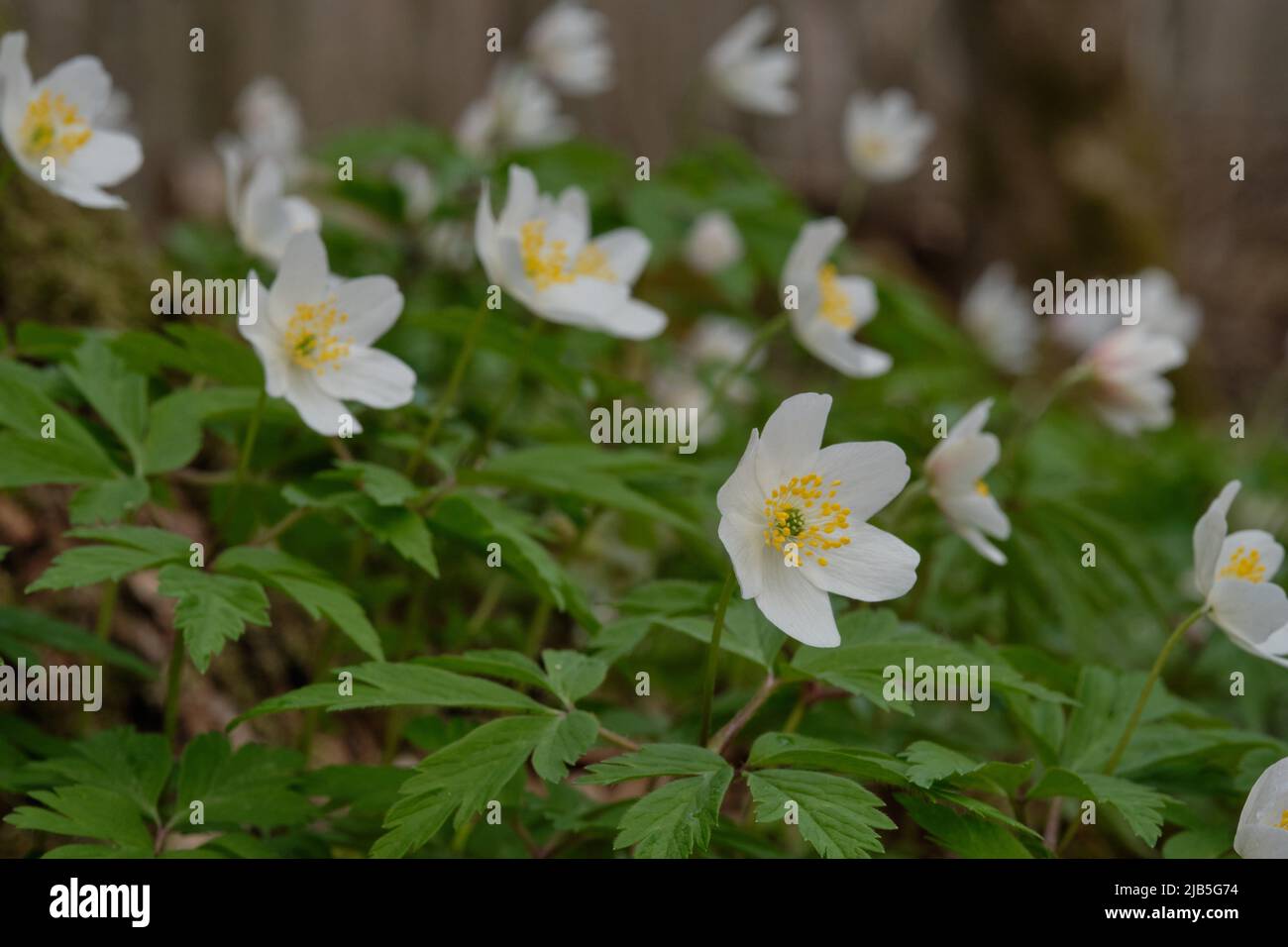 Single flower of Windflower(Anemone nemorosa) closeup against fresh ...