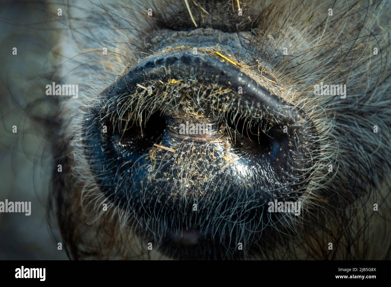 Breed of domestic pig hi-res stock photography and images - Alamy