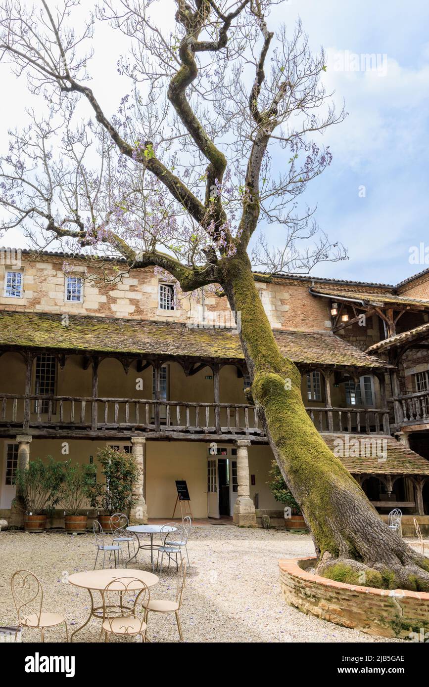Courtyard with old hanging tree at tourist office in Bergerac Dordogne ...