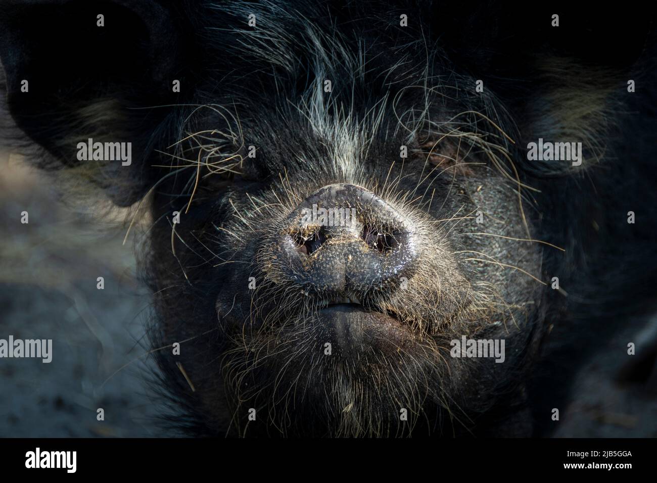 Close-up of a black pig's snout showcasing its unique features in a ...