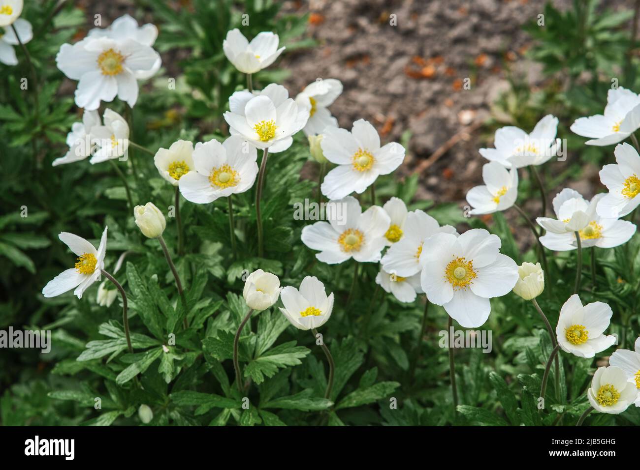 White wood anemones anemonoides hi-res stock photography and images - Alamy
