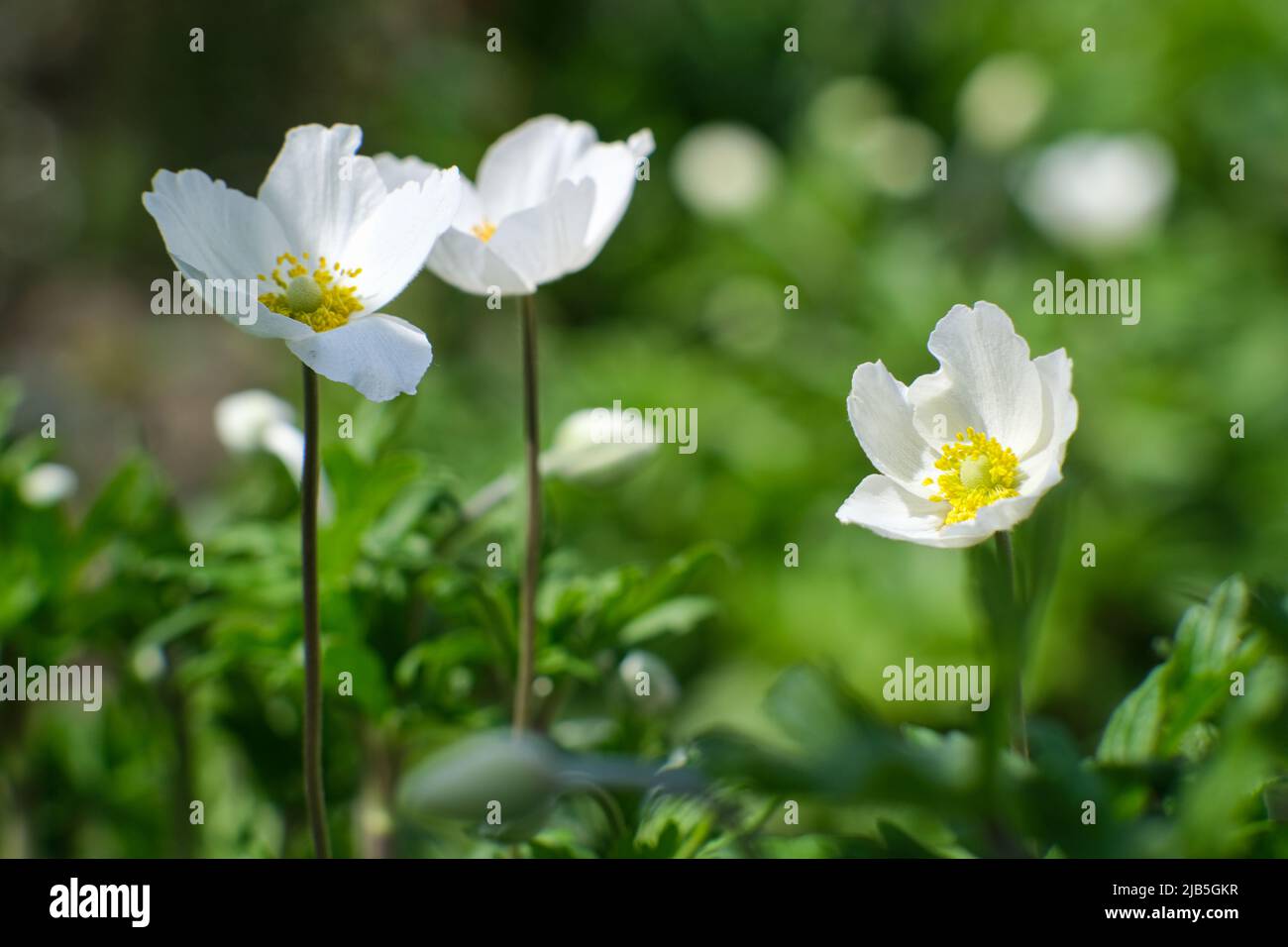 White wood anemones anemonoides hi-res stock photography and images - Alamy