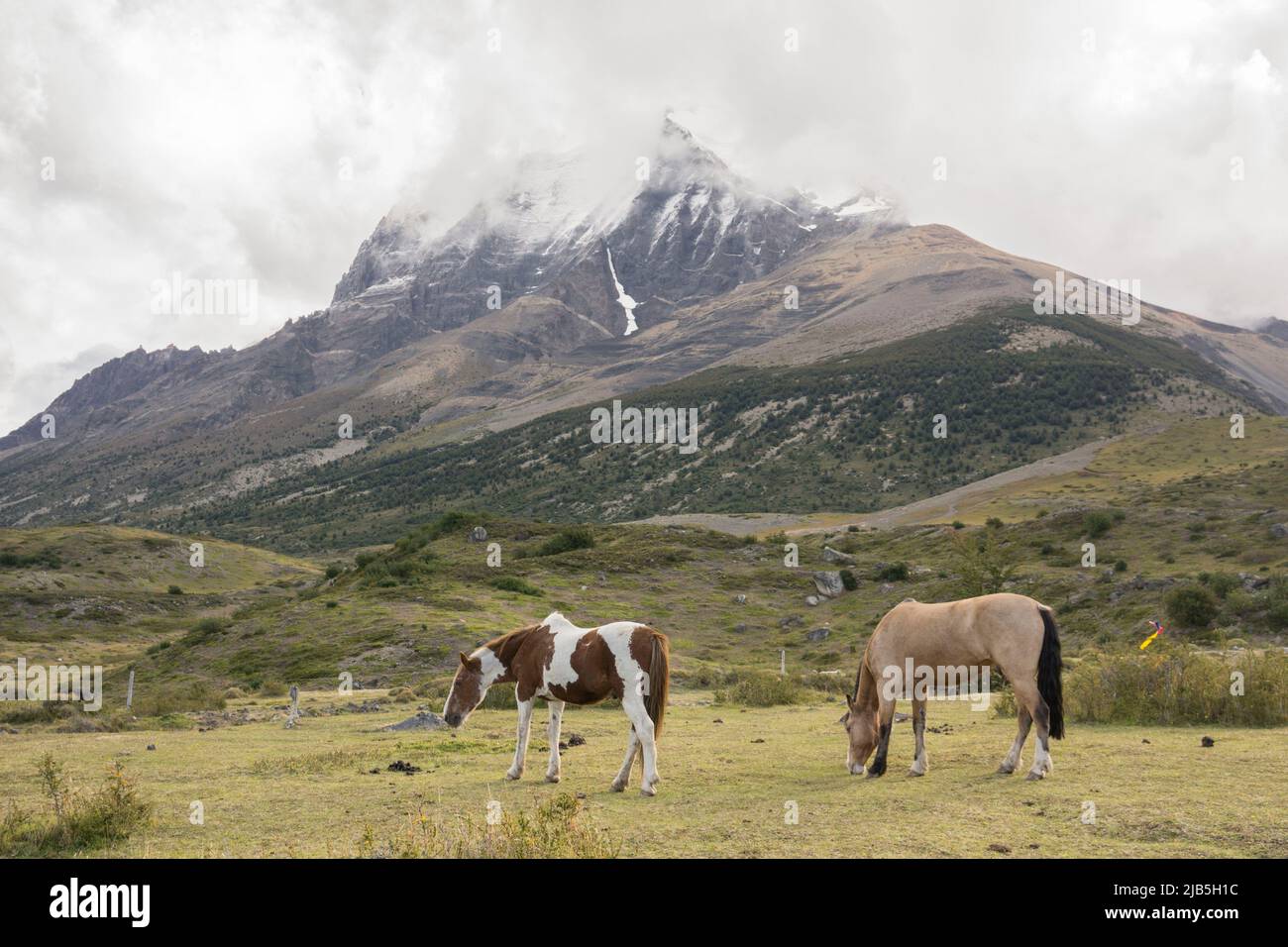 Caballos pastando hi-res stock photography and images - Alamy