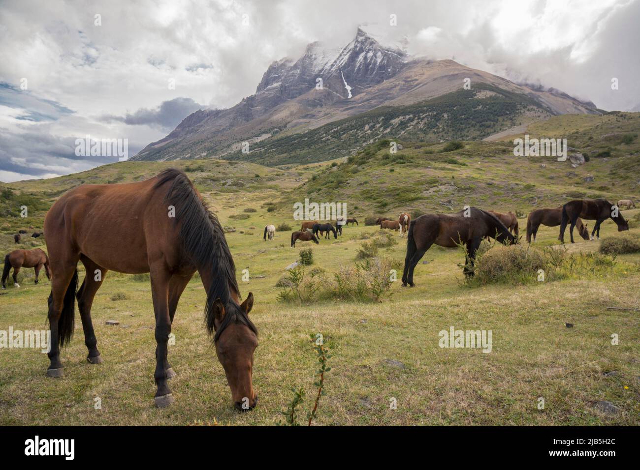Caballos pastando hi-res stock photography and images - Alamy
