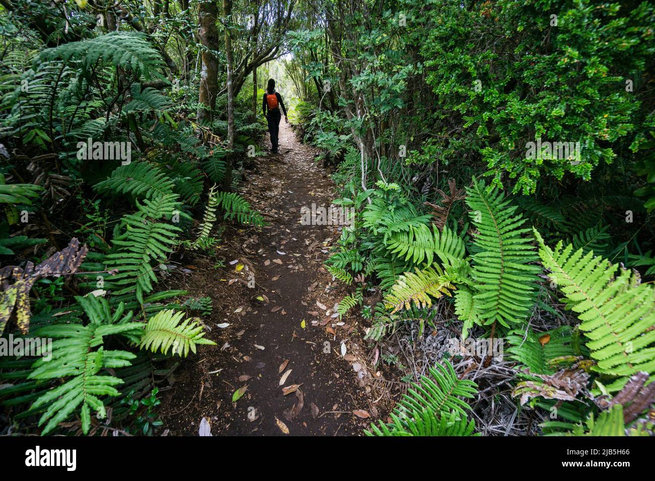 Bosque de la costa hi-res stock photography and images - Alamy