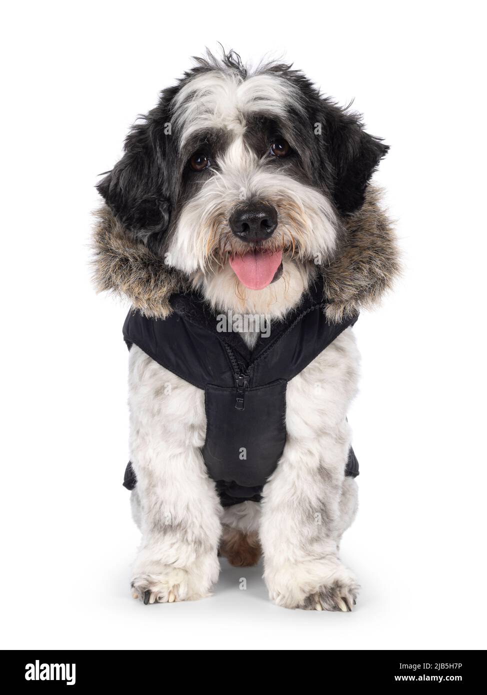 Cute little mixed breed Boomer dog, sitting up facing front wearing ...