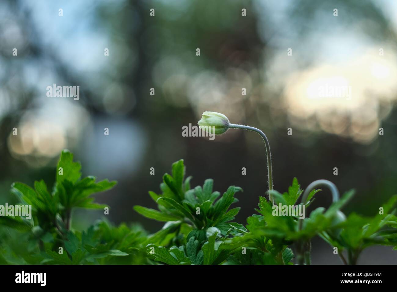 Anemonoid flowers are white, domestic Stock Photo - Alamy