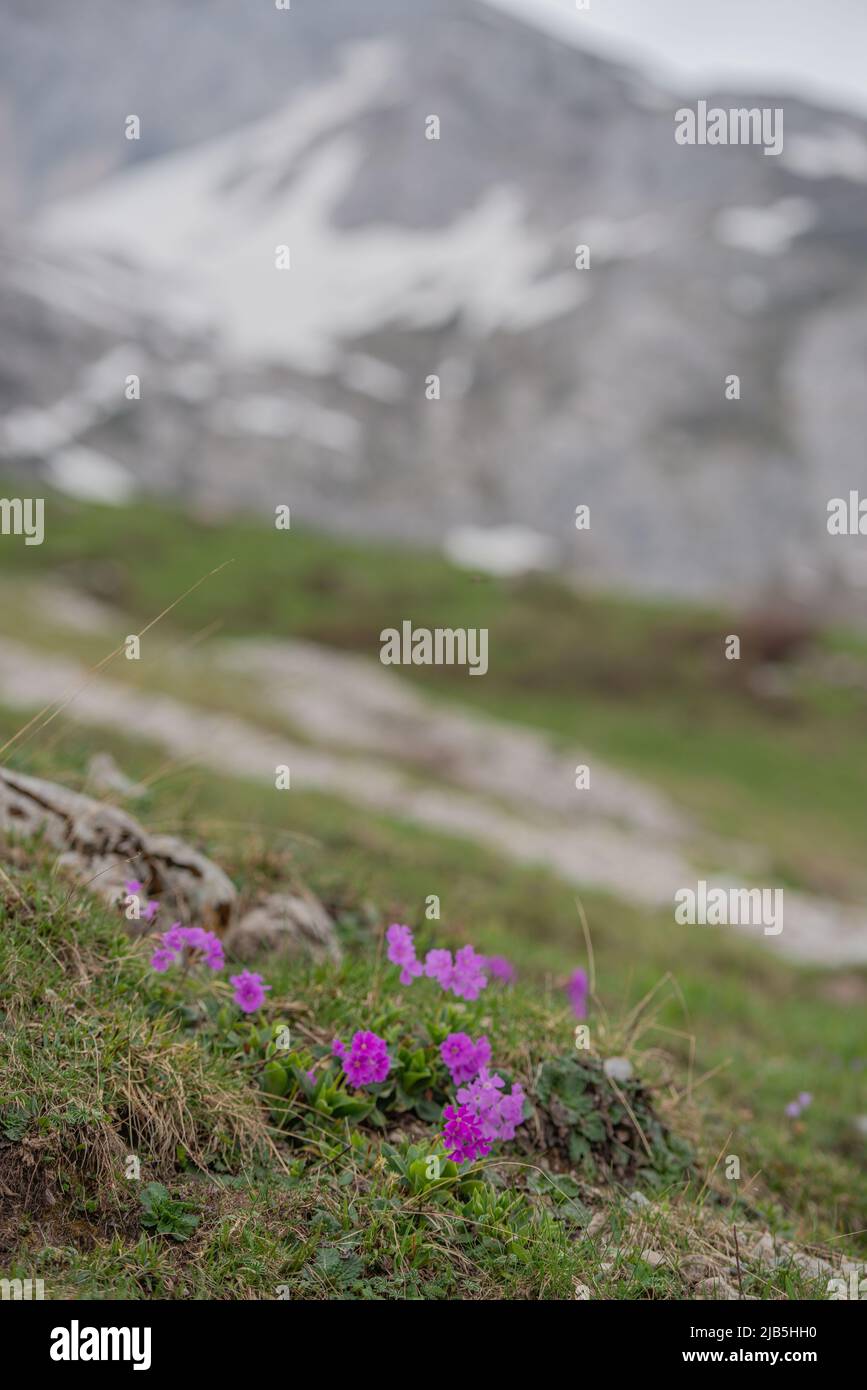 Flowers after thaw hi-res stock photography and images - Alamy