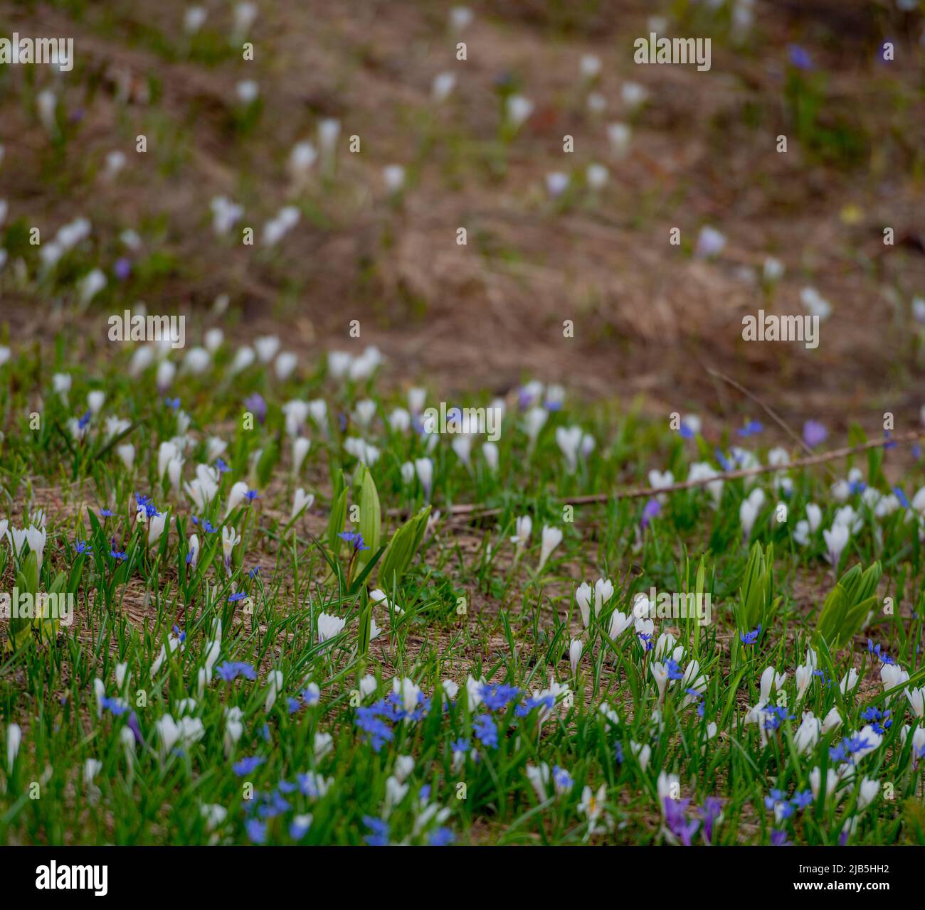 Flowers after thaw hi-res stock photography and images - Alamy