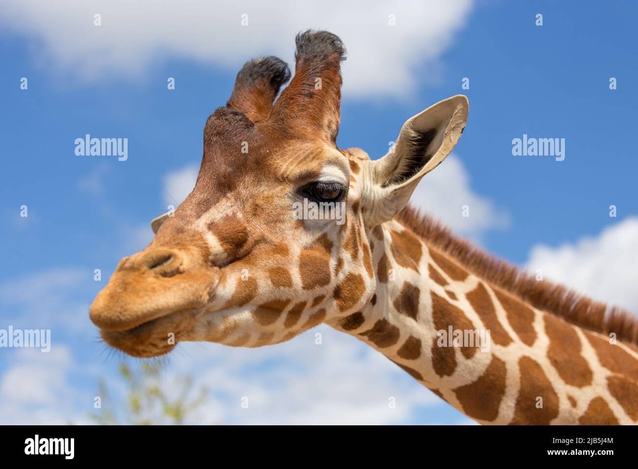 Head shot sky cloud hi-res stock photography and images - Alamy