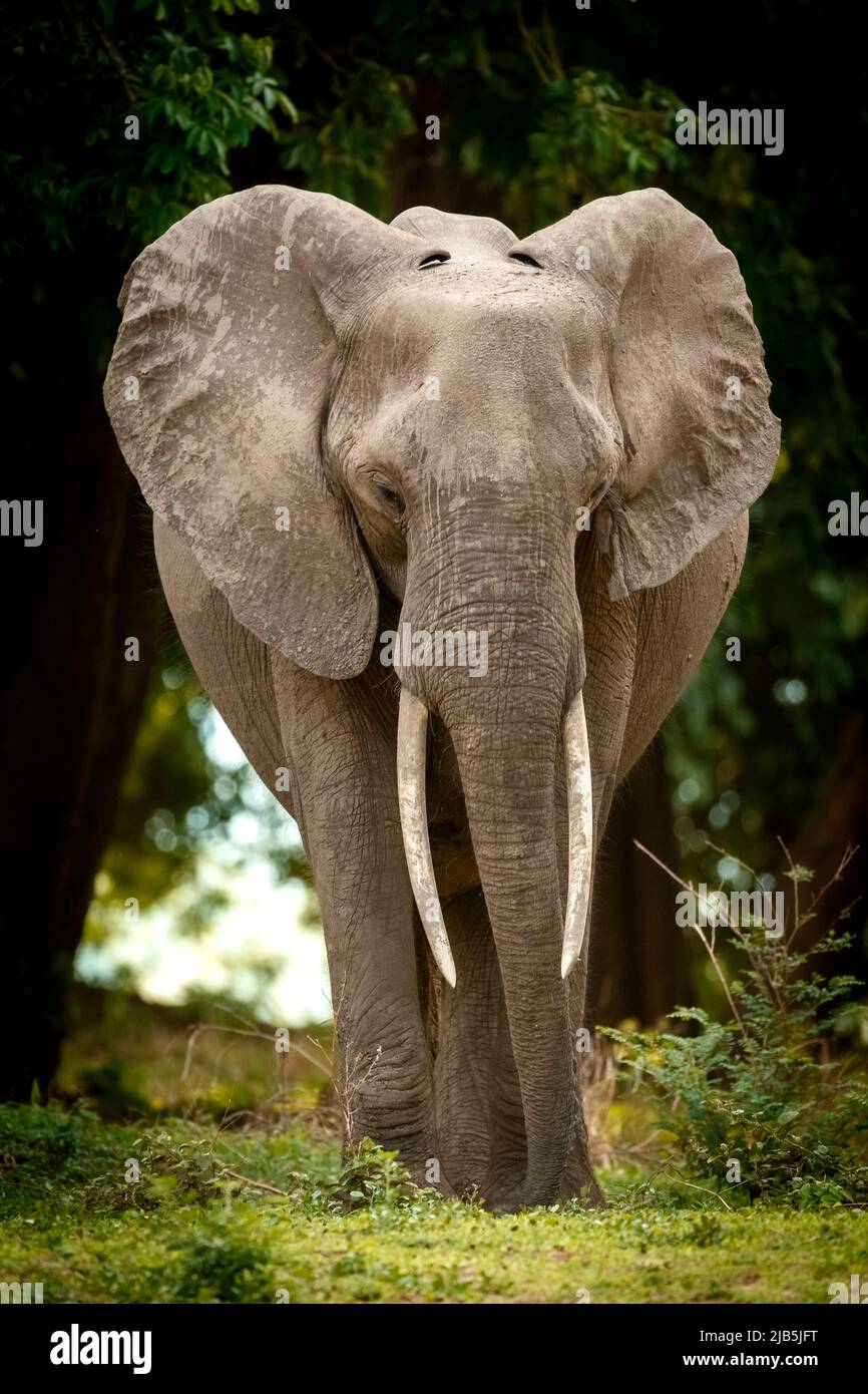 Elephant teeth hi-res stock photography and images - Alamy