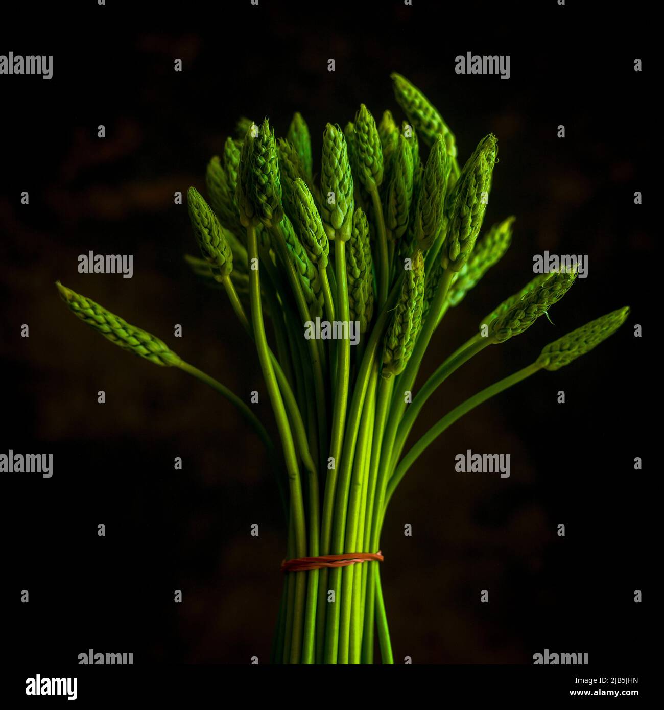 Asparagus officinalis plant hi-res stock photography and images - Alamy