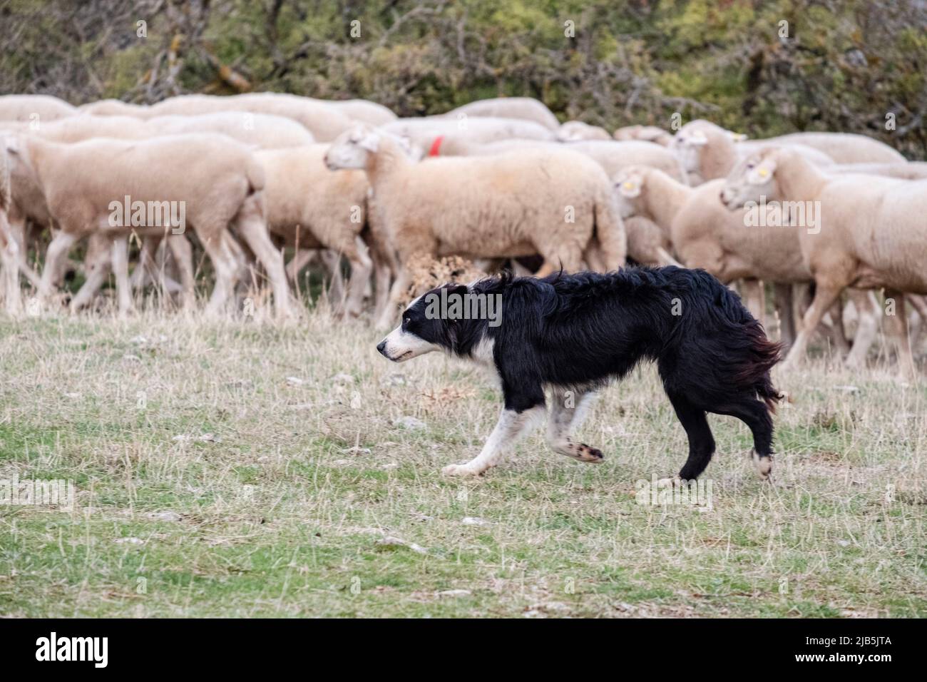 Leading sheep hi-res stock photography and images - Alamy
