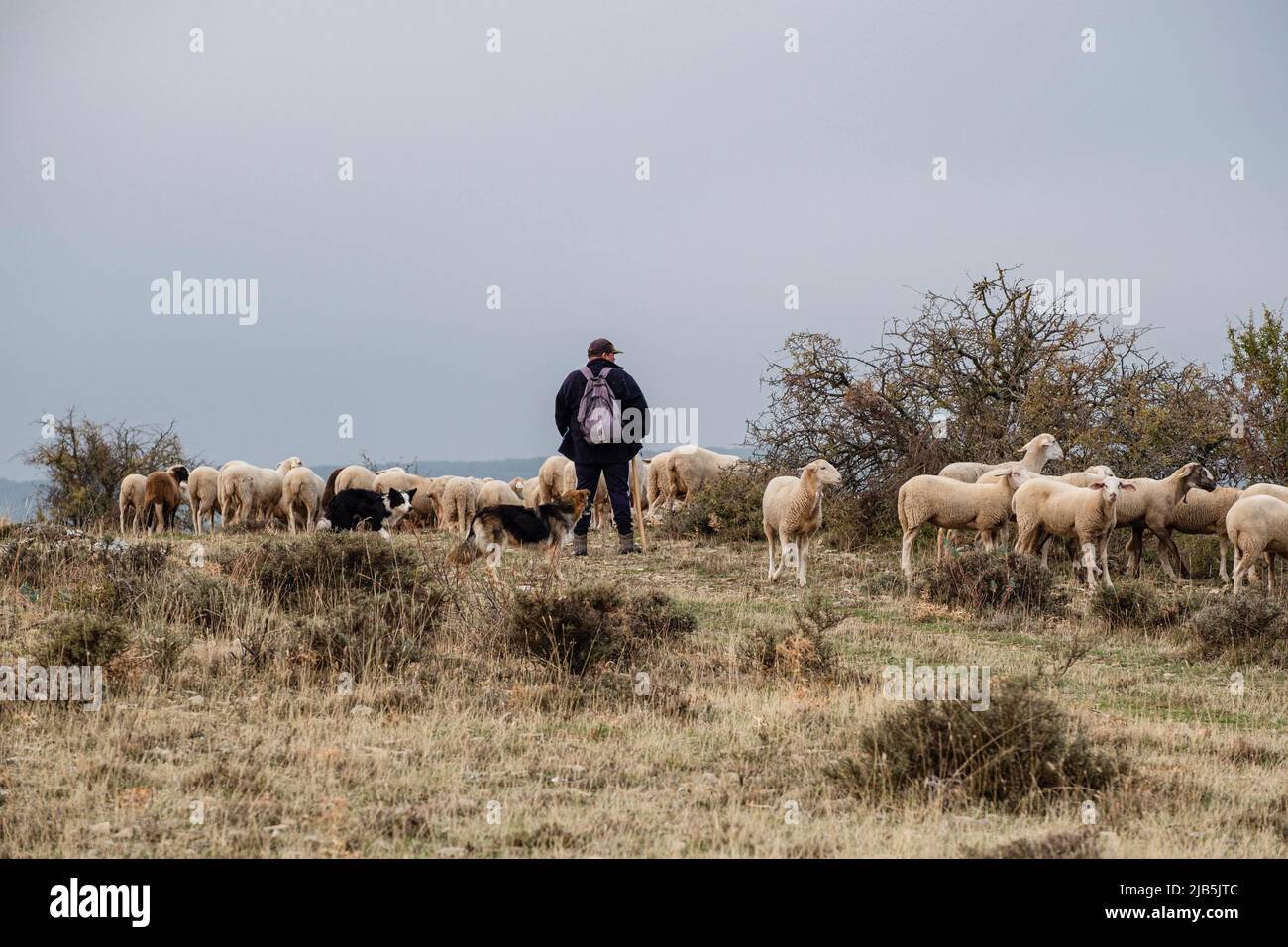 Sheep hoof merino hi-res stock photography and images - Alamy