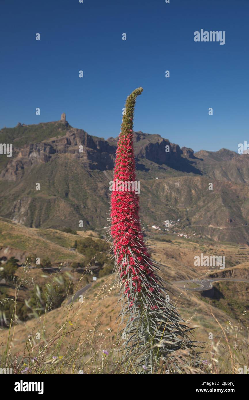 Flora of Tenerife - Echium wildpretii, red bugloss, garden escape on ...