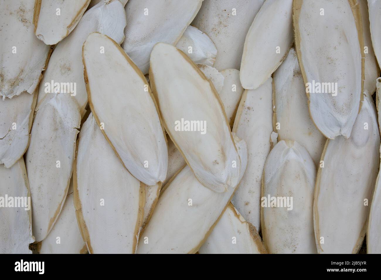 Common cuttle fish hi-res stock photography and images - Alamy
