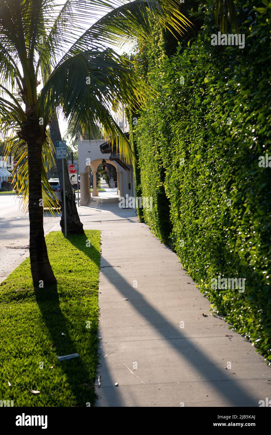 palm tree growing at passage way in sunny summer Stock Photo - Alamy