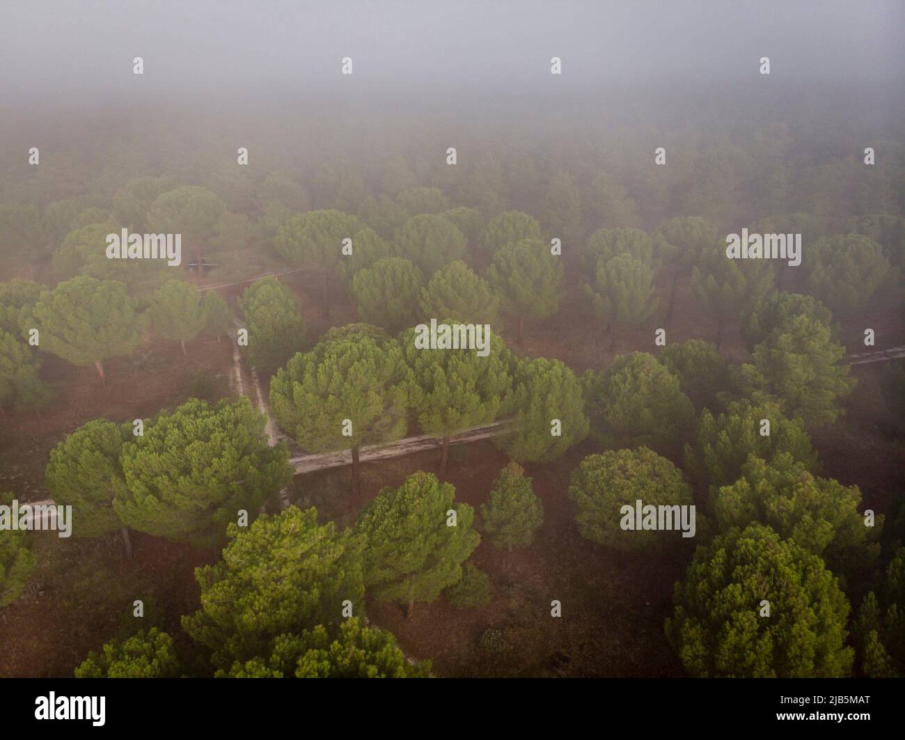 Aerial view invasive species hi-res stock photography and images - Alamy