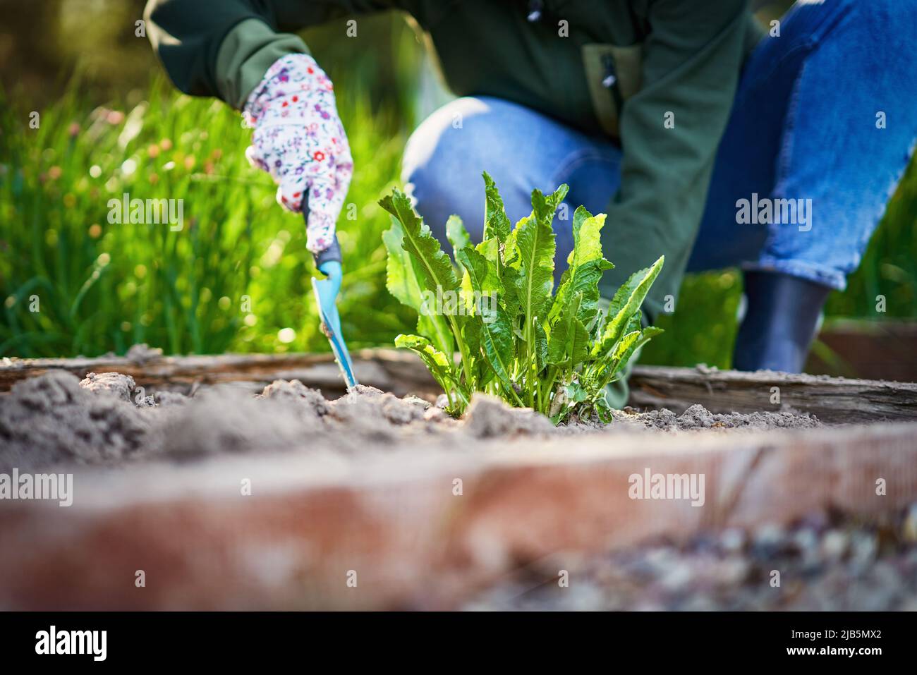 Picture of woman working with tools in the garden Stock Photo - Alamy