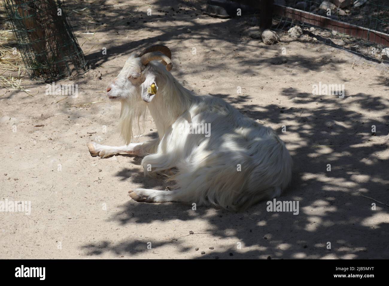 Common Goat (Scientific name: Capra hircus) is a domesticated species ...