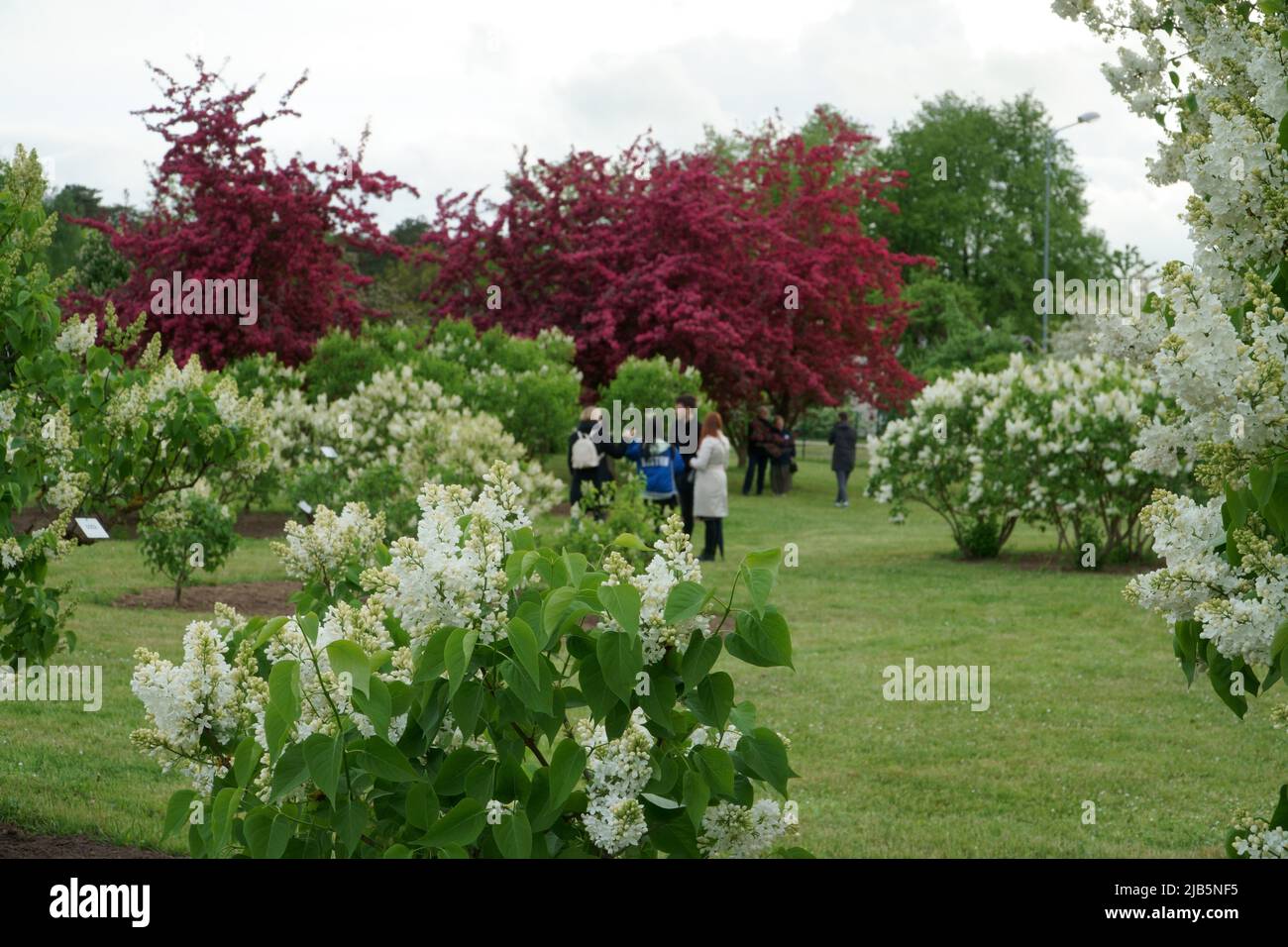 Dobele, Latvia - May 27, 2022. People visit Lilac Garden. The wonderful ...