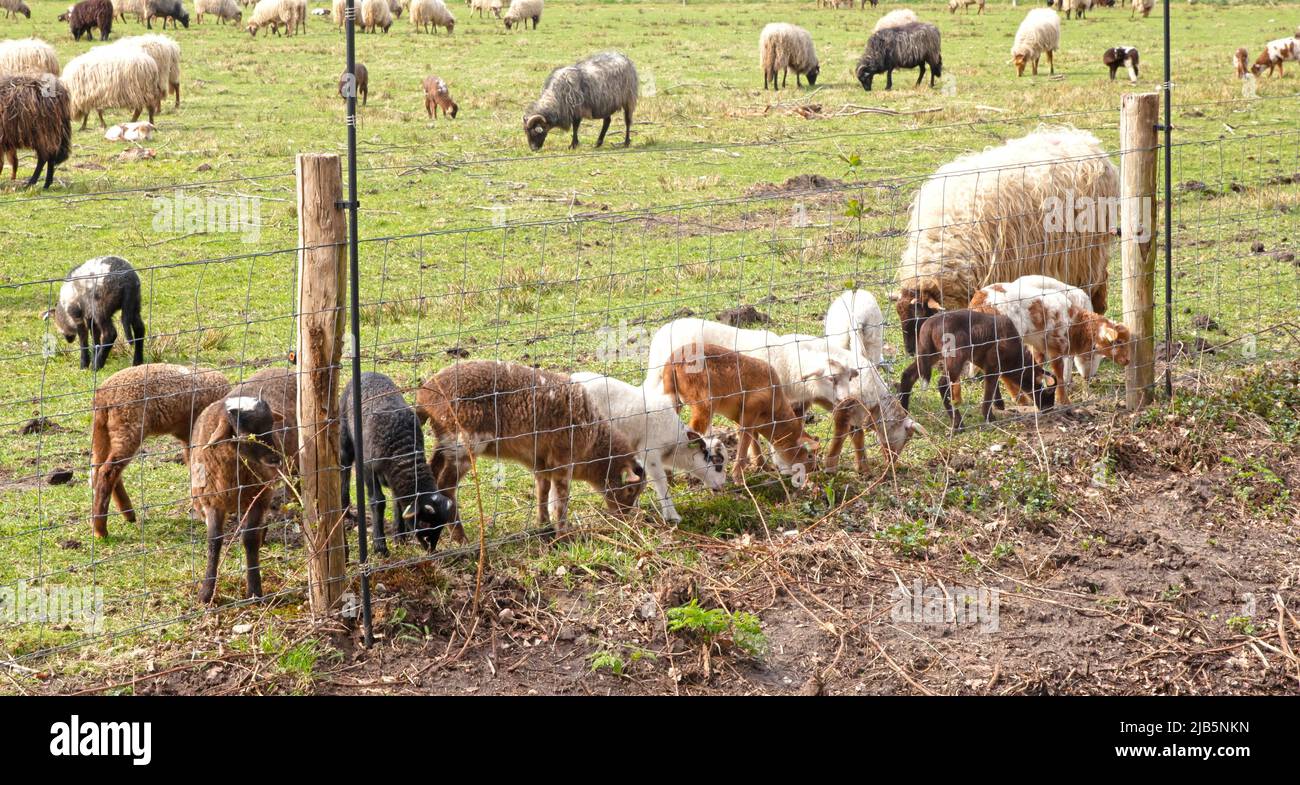 Many parent hi-res stock photography and images - Alamy