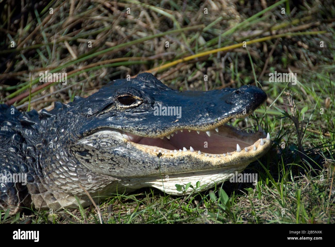 Alligator mouth close up hi-res stock photography and images - Alamy