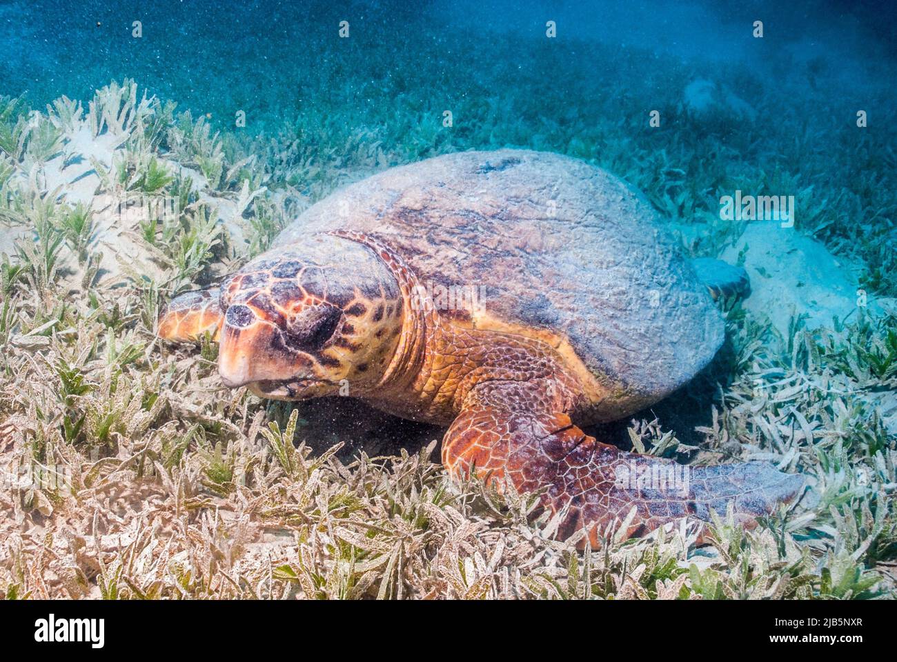 The loggerhead sea turtle caretta caretta hi-res stock photography and ...