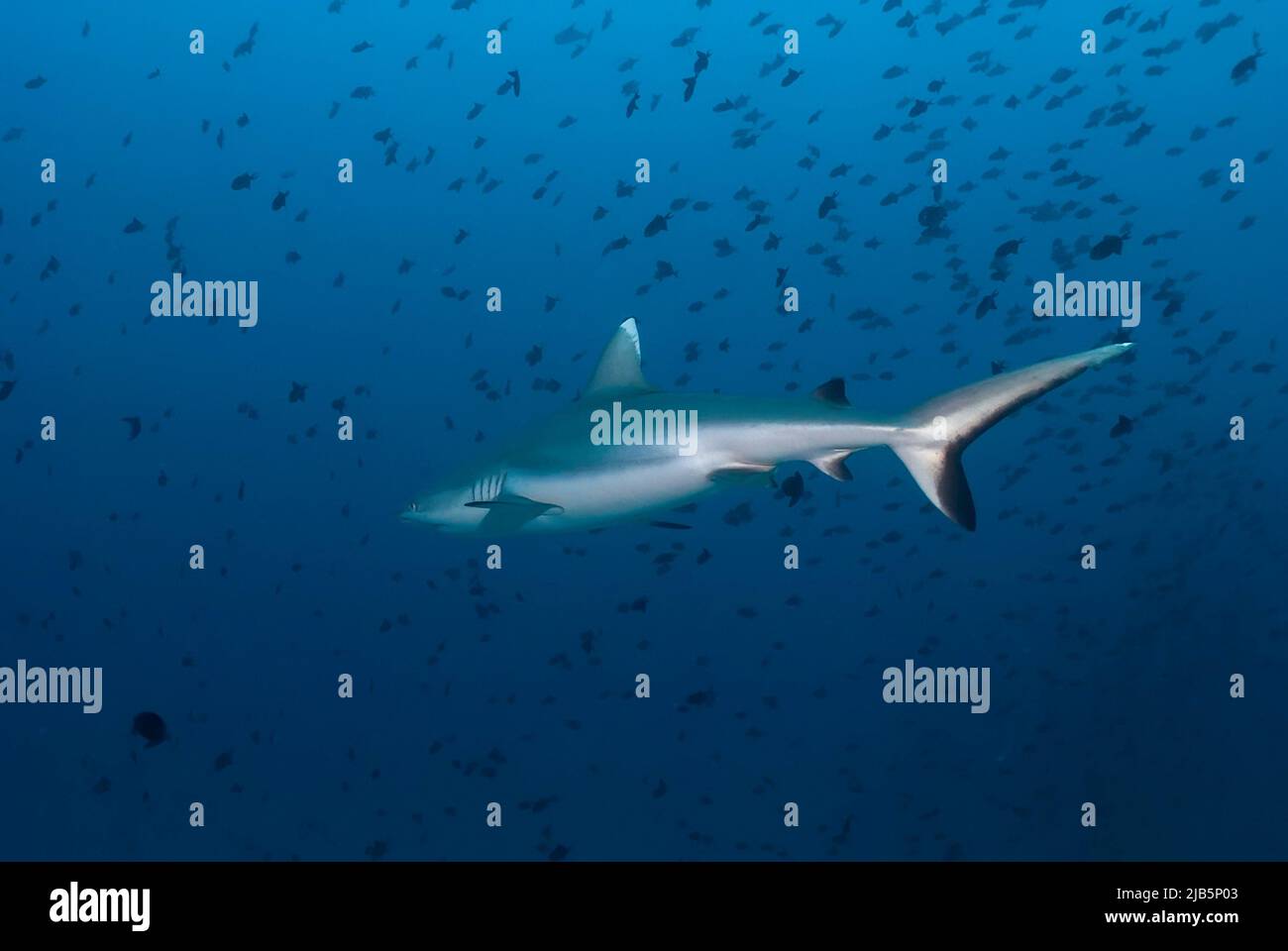 Carcharhinus amblyrhynchos (gray reef shark) getting away among a ...
