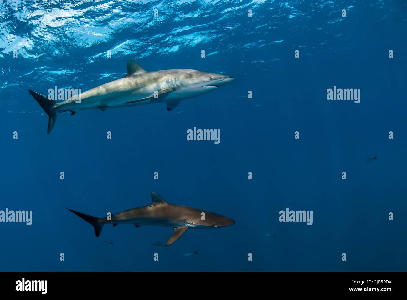 Blue sharks hi-res stock photography and images - Alamy